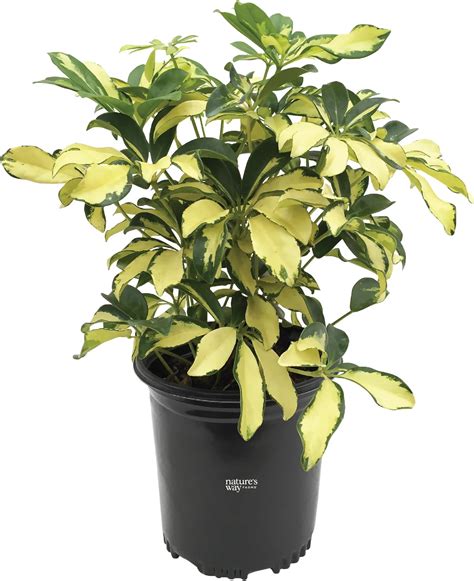 Natures Way Farms Fern Macho Live Plant 18 24 In Tall