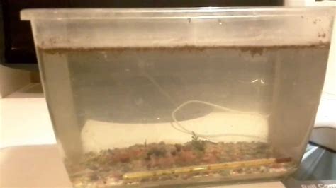 Triops Day 2 Youtube