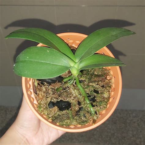 Phalaenopsis Kv Beauty Orchid Plant Keiki Furniture And Home Living