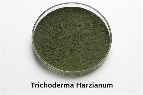 Trichoderma Harzianum A Powerful Bio Fungicide For Healthier Roots