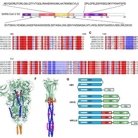 Pattern Diagram Of Sars Cov 2 S2 Subunit And Conserved Sequence