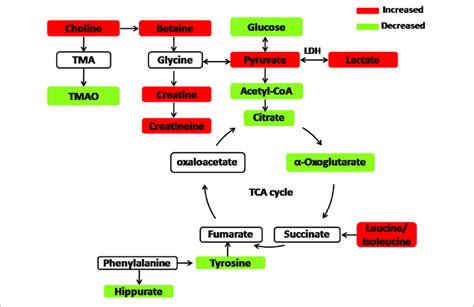 The Schematic Representation Of The Metabolic Network Download