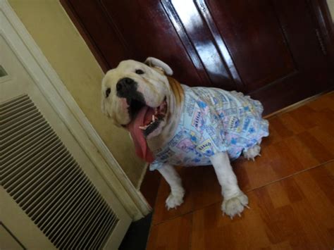 My Sexy Bulldog Queen By Evahuynh On Deviantart