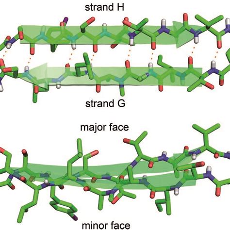 A X Ray Crystallographic Structure Of The Ttr Tetramer The β Hairpin Download Scientific