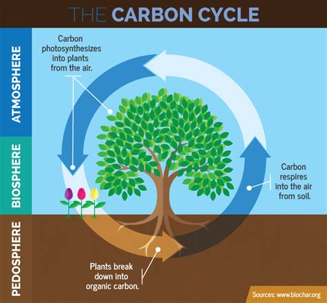 Carbon Cycle