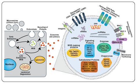 Tools For Isolation Quantification And Analysis Of Exosomes Novus