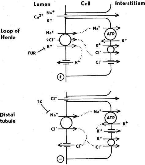 Electrolyte Resorption In Henle S Loop And Distal Tubule Fur