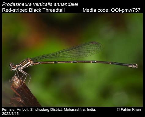 Prodasineura Verticalis Selys 1860 Red Striped Black Threadtail