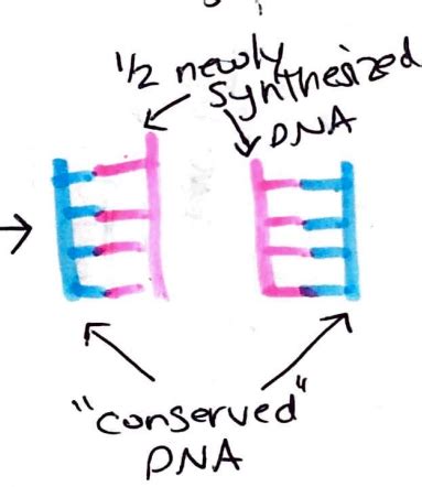 Ap Bio Dna Structure Dna Replication Flashcards Quizlet