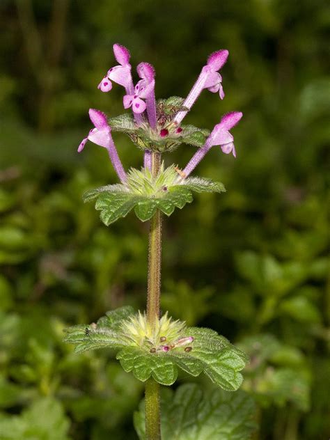 Henbit Usu