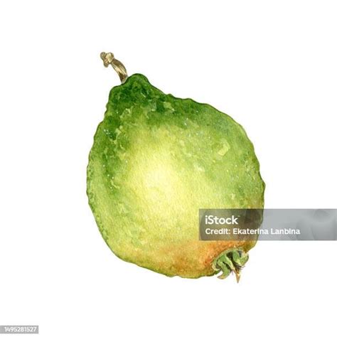 전체 구아바 단일 수채화 그림은 흰색 배경에 분리되어 있습니다 열대 과일 이국적인 녹색 사과 노란색 구아자바 손으로 그렸습니다 포장 포장 라벨 주방용품 디자인 요소 0명에
