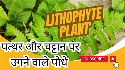 पौधे जो बिना मिट्टी पानी के उग जाते Lithophyte Plants पत्थर और