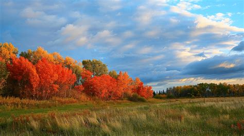 Color Changing Leaves In Late Summer In Scenic Saskatchewan Background