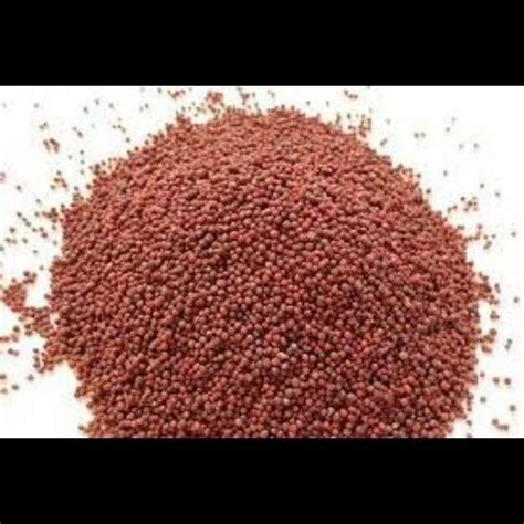 Red Mustard Seeds Khaman Rai 50 Kg At ₹ 73 Kg In Katni Id 24697948333