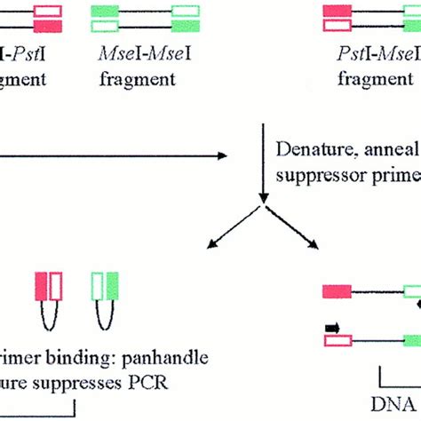 Illustration Of The Pcr Suppression Effect Download Scientific Diagram