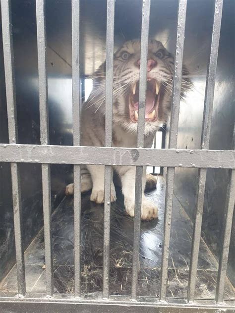 Білого тигра назве переможець аукціону у столиці рятують тварину з Харкова Вечірній Київ