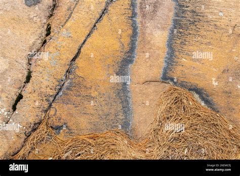 Stained Granite Outcrops With Lichens Collected Pine Straw And Plants