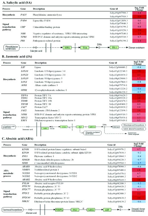Differentially Expressed Genes DEGs In Tomato Leaves Under Planticine