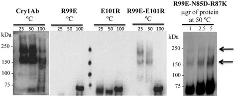 Oligomer Formation Of Cry1ab Toxins Oligomerization Of Cry1ab Wild