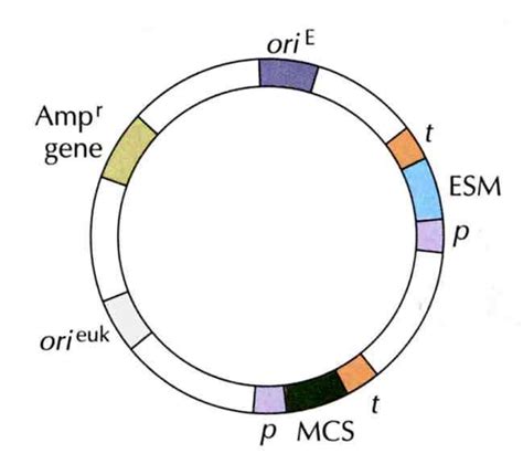 생명공학 진핵세포 발현 벡터eukaryotic Expression Vector 네이버 블로그
