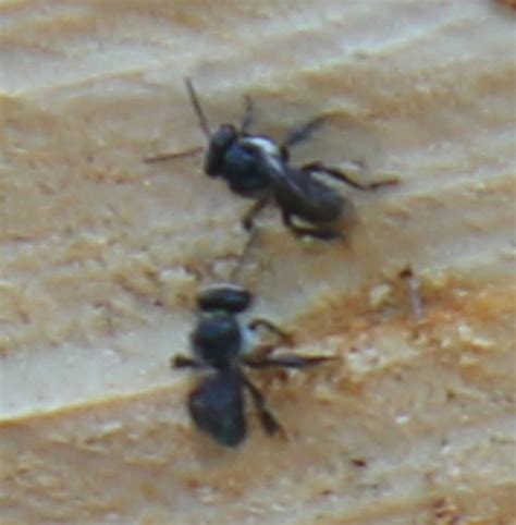 Australian Stingless Native Bees Hubpages