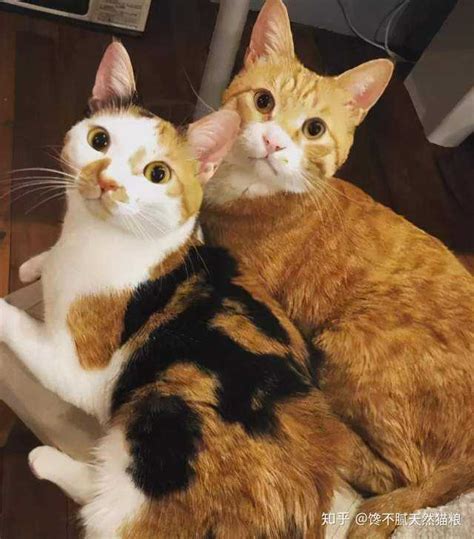 怎样分辨猫咪的性别？ 知乎
