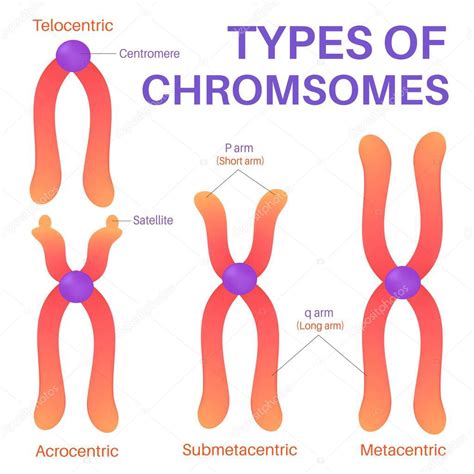 Cuatro Tipos De Cromosoma Humano 2023