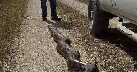 A Giant 18 Foot 2 Inch Python Found Tuesday May Be The Longest Python