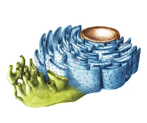 Il Reticolo Endoplasmatico Ruvido E Liscio