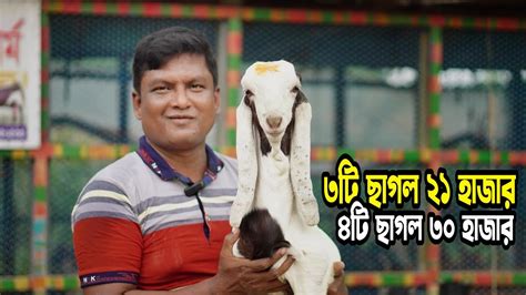 ৩টি ছাগল মাত্র ২১ হাজার। ৪টি ছাগল মাত্র ৩০ হাজার। ভান্ডারী গোট ফার্ম