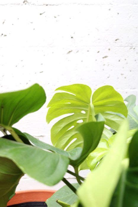 Blue Tiger Iris Iris Flowers Iris Flowers Garden Beautiful Flowers Pictures