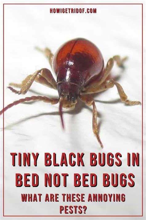 Tiny Black Bugs In Bed Not Bed Bugs What Are These Annoying Pests
