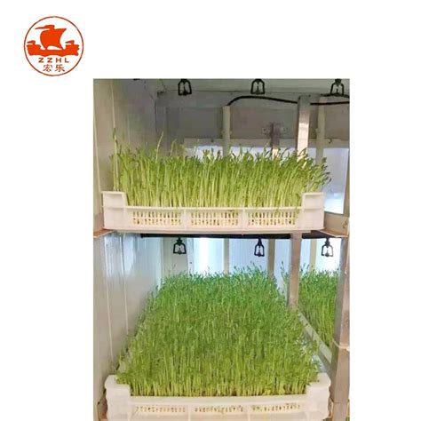 Automatic Mung Bean Sprouts Making Machine Bean Sprout Growing Machine