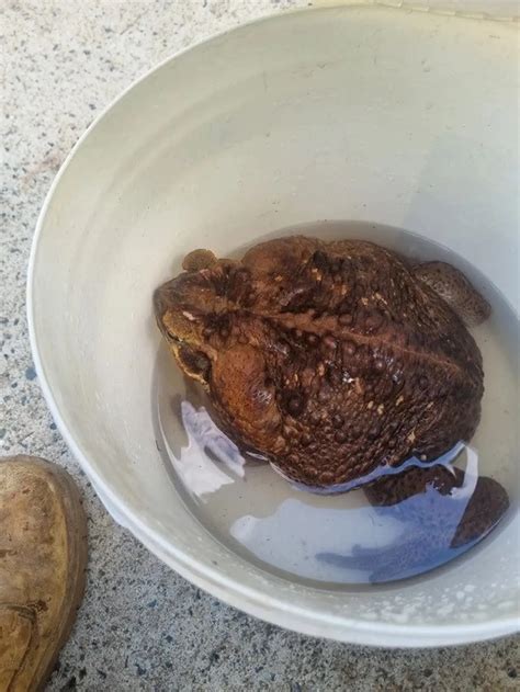 Dijuluki Toadzilla Kodok Raksasa Seberat 27 Kg Ini Menggemparkan