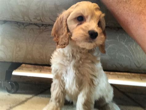 Meet Poppy Our 10 Week Old Cockapoo Pup Cockapoo