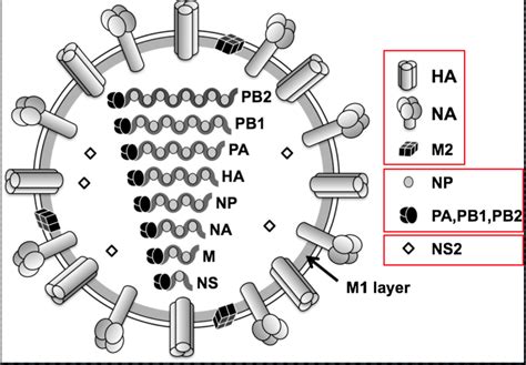 Influenza Virus Structure Diagram Quizlet