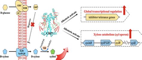 Multisite Mutation Of The Escherichia Coli Camp