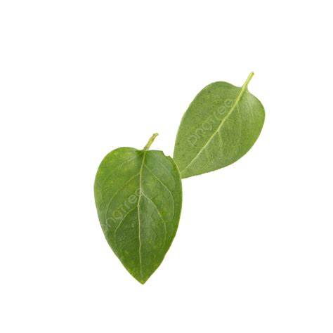 Planta De Flor Orgánica Hojas Verdes Naturales Png Dibujos Natural