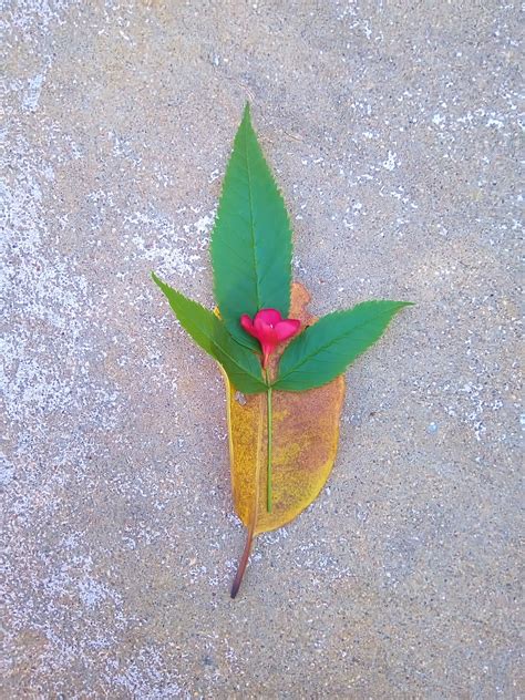 Dry Leaf Forest Free Photo On Pixabay Pixabay