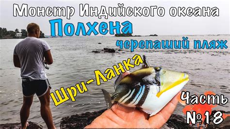 Видеодневник Шри Ланка до революции Удачная рыбалка Сноркелинг с черепахами Пляж Полхена Часть