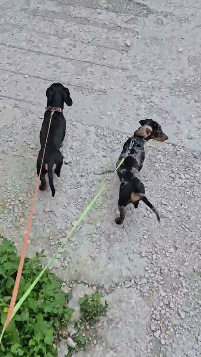 Кроличьи таксы Юджин и Агат Youtube