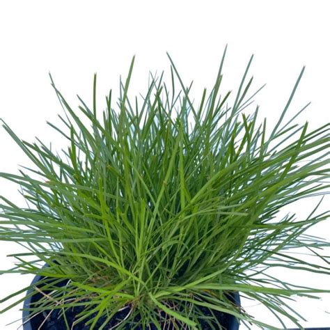 Lomandra Echidna Grass Flower Power