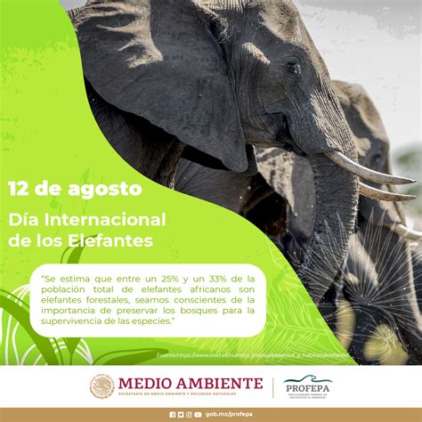 Día Internacional del Elefante Procuraduria Federal de Proteccion al Ambiente Gobierno gob mx