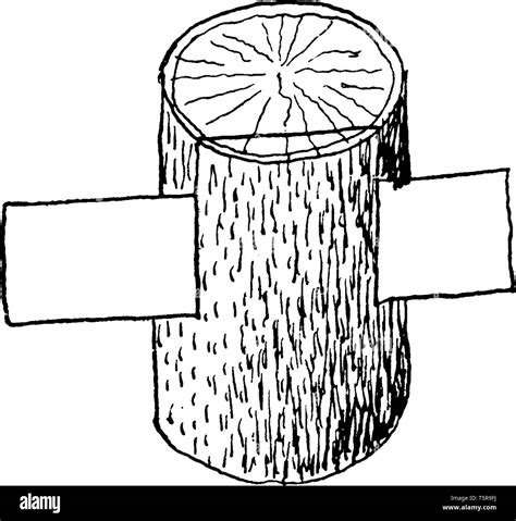 Longitudinal Cut Stock Vector Images Alamy