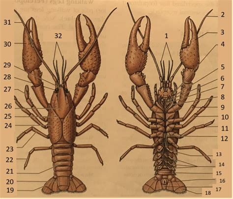 Crayfish Dorsal And Ventral Diagram Quizlet