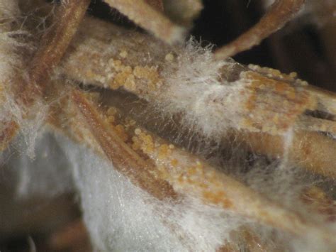 Name That Disease 2 Pace Turf Photo Gallery
