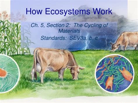 PPT How Ecosystems Work PowerPoint Presentation Free Download ID