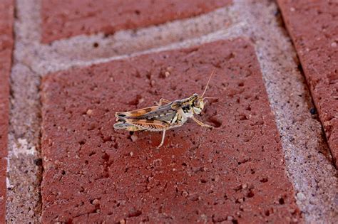 Grasshopper Brick Insect Free Photo On Pixabay