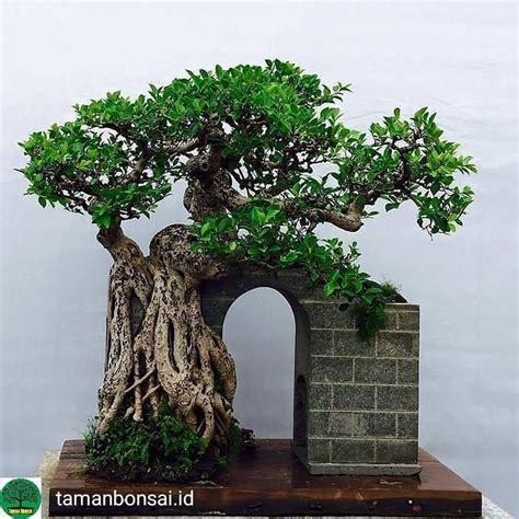 Cultivar Bem On Instagram Reposted From Tamanbonsaiid Ini Bonsai