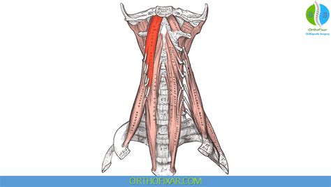 Longus Capitis Muscle Anatomy Orthopedic Learning